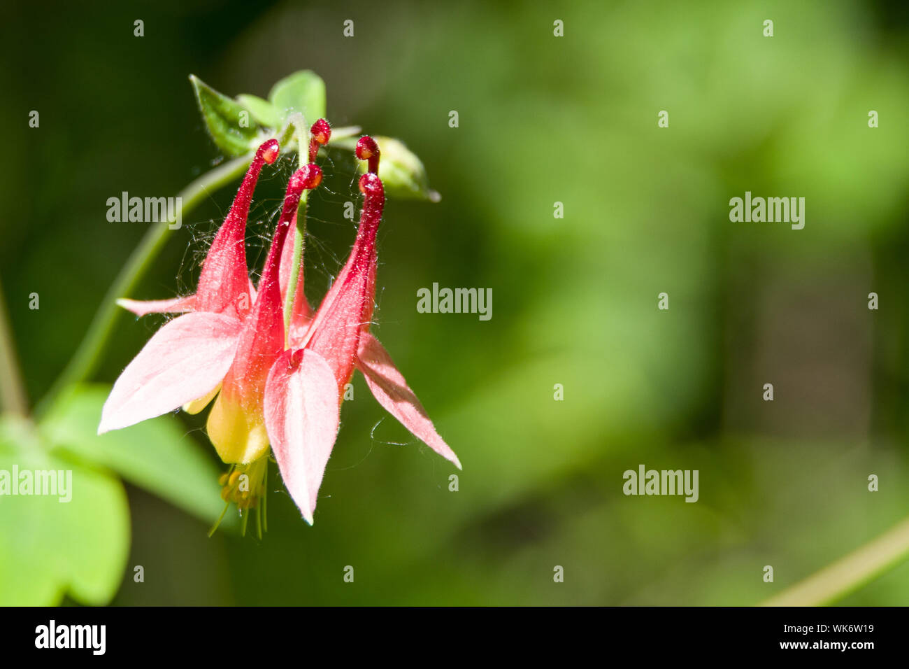 Red columbine aquilegia canadensis hi-res stock photography and images ...