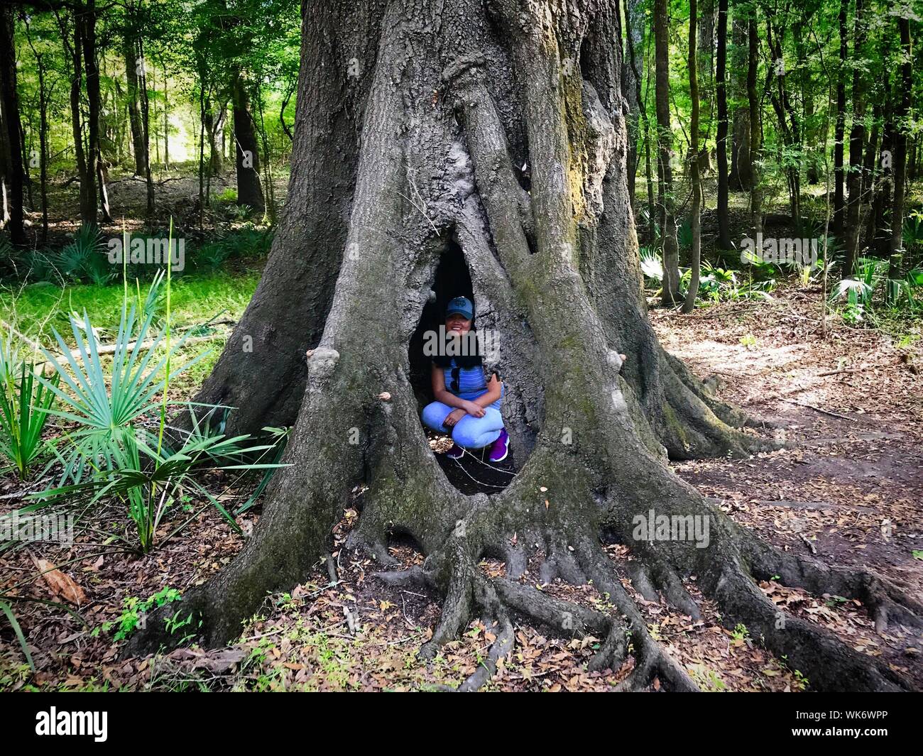 Inside tree hi-res stock photography and images - Alamy