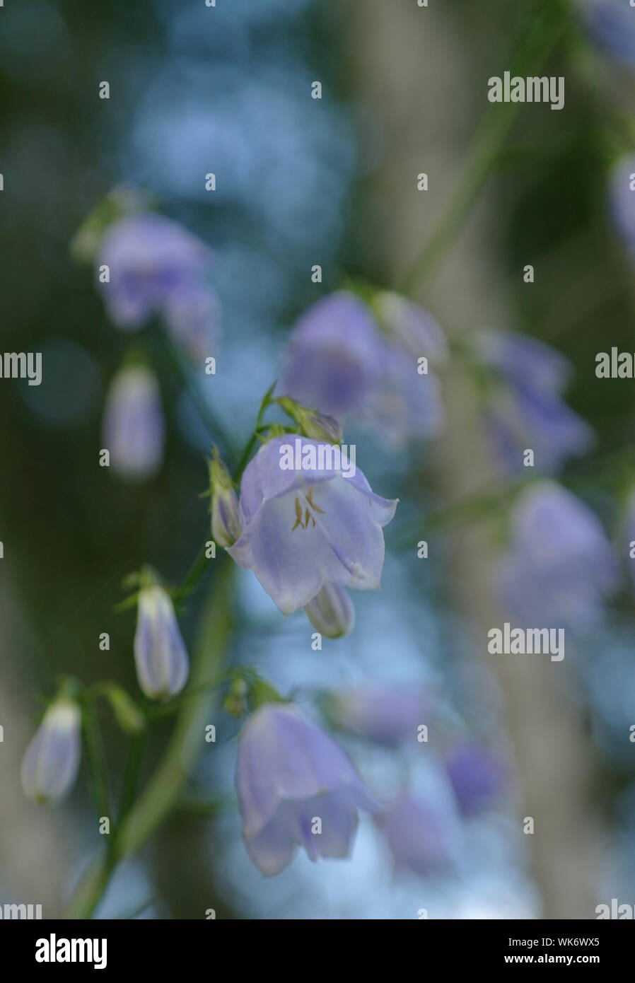 Beautiful small flowers hi-res stock photography and images - Alamy