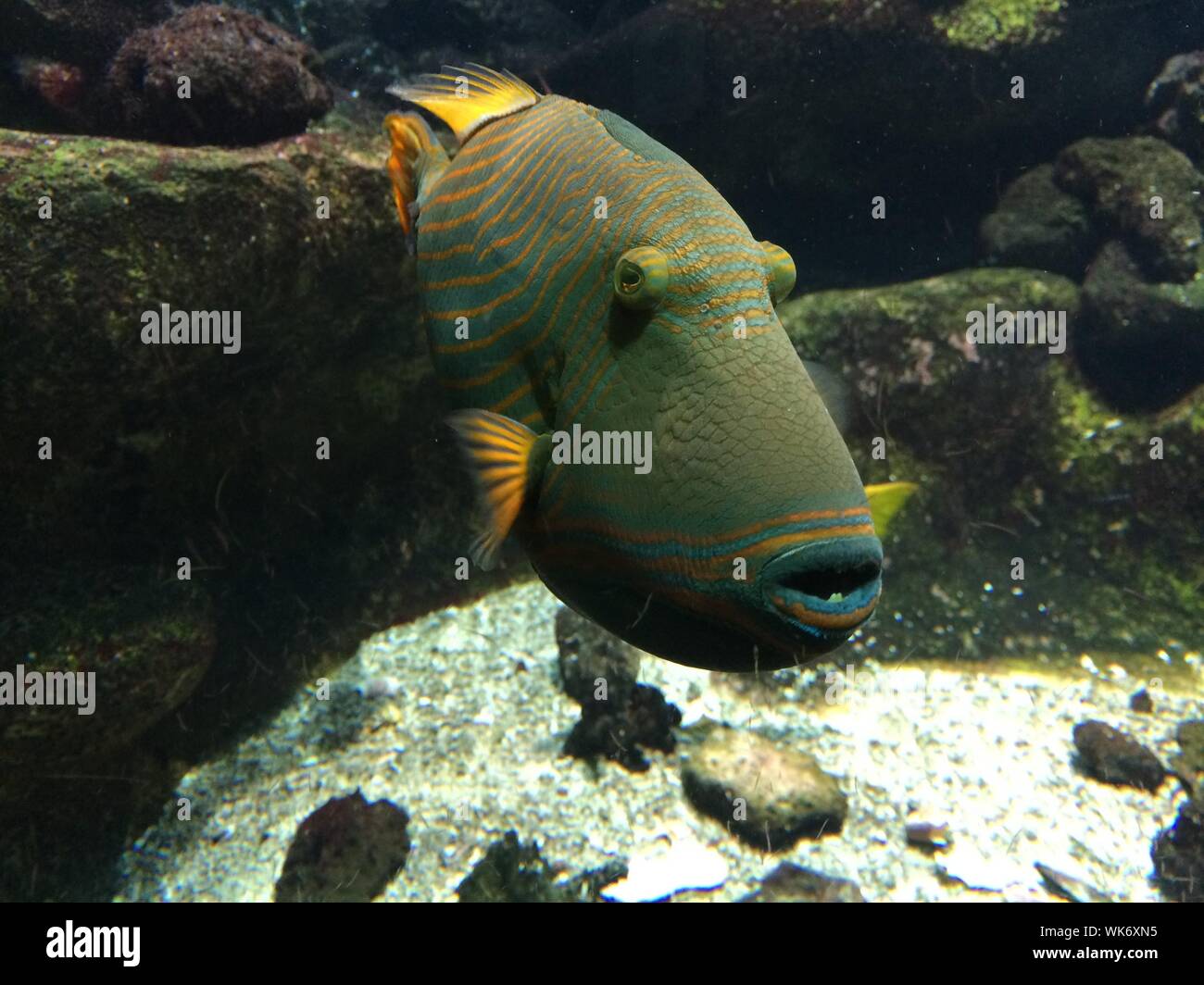 Dork fish hi-res stock photography and images - Alamy