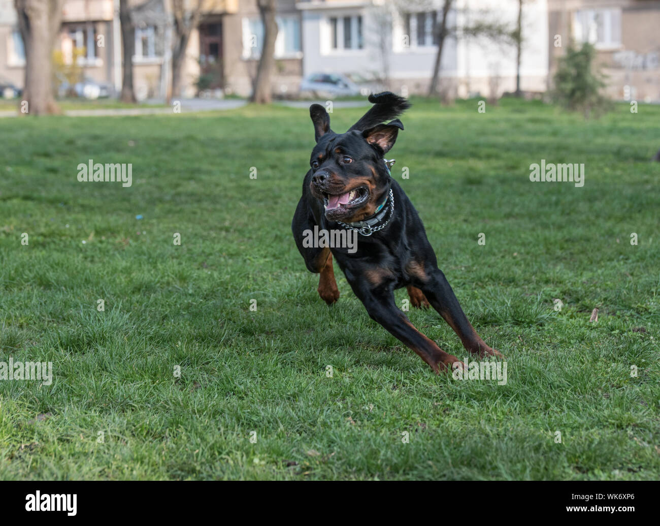 Rottweiler man hi-res stock photography and images - Alamy