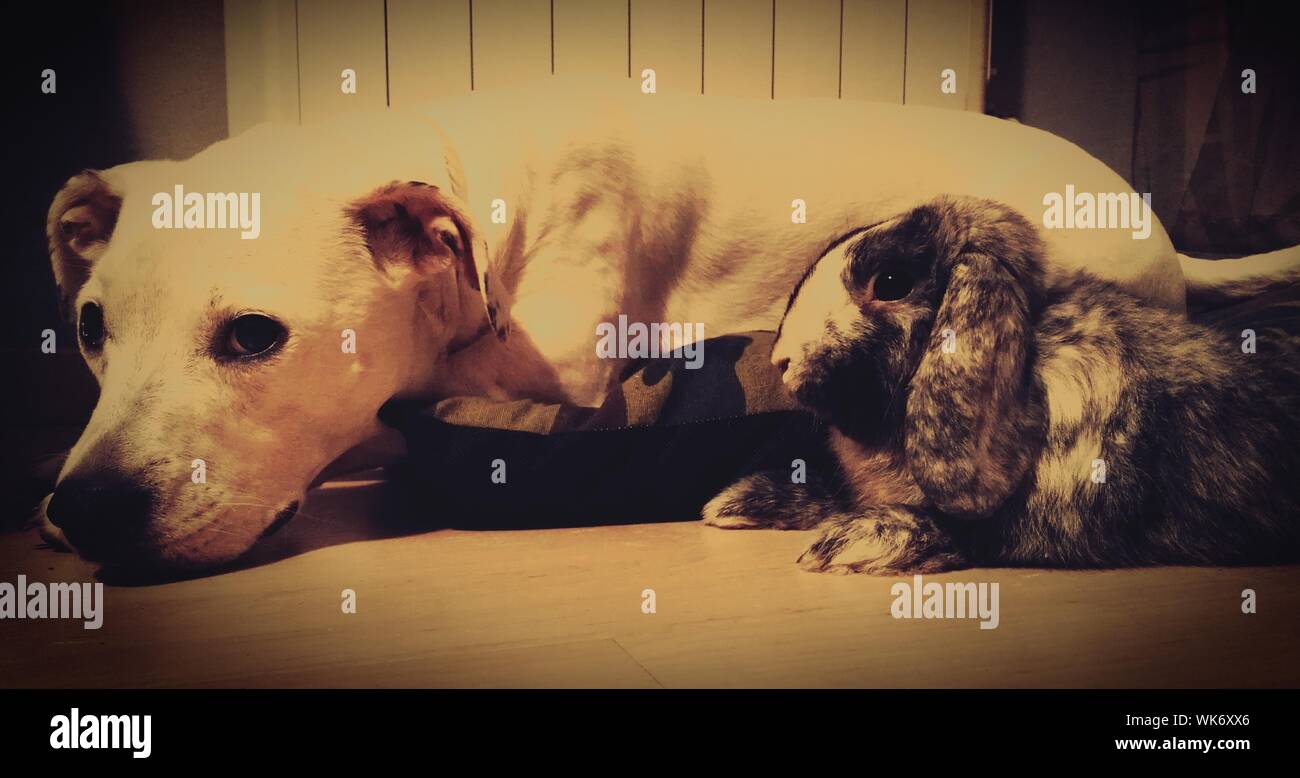 Dog With Rabbit High Resolution Stock Photography and Images - Alamy