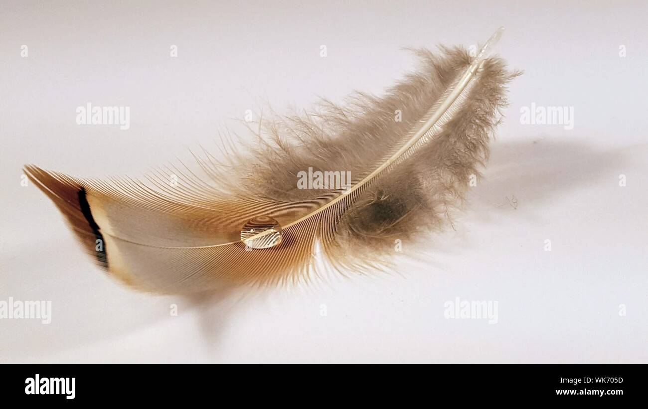 Water drop feather hi-res stock photography and images - Alamy