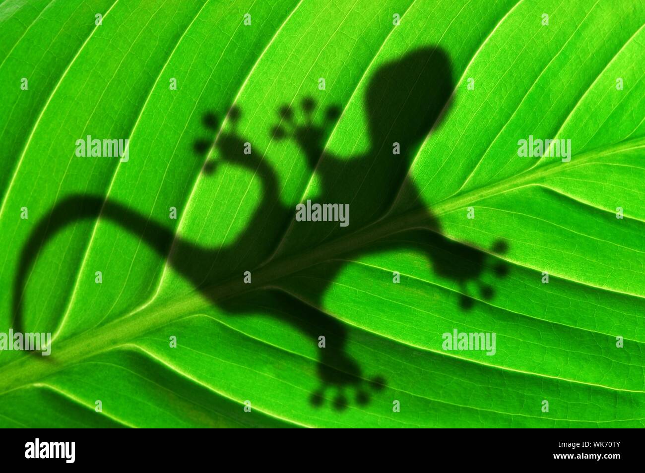 green jungle leaf with gecko shadow showing rainforest or nature ...
