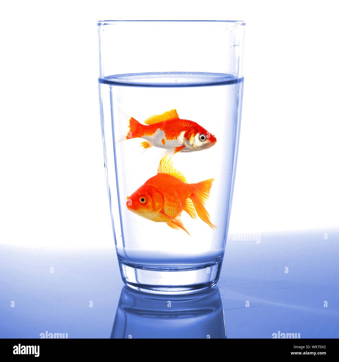 goldfish in glass of water showing challenge or creativity concept ...