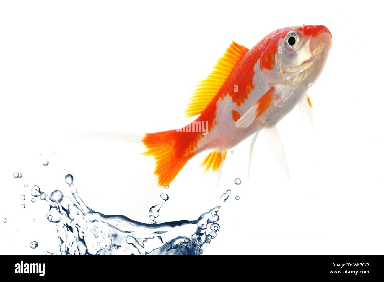 goldfish jumping showing escape success or freedom concept Stock Photo ...