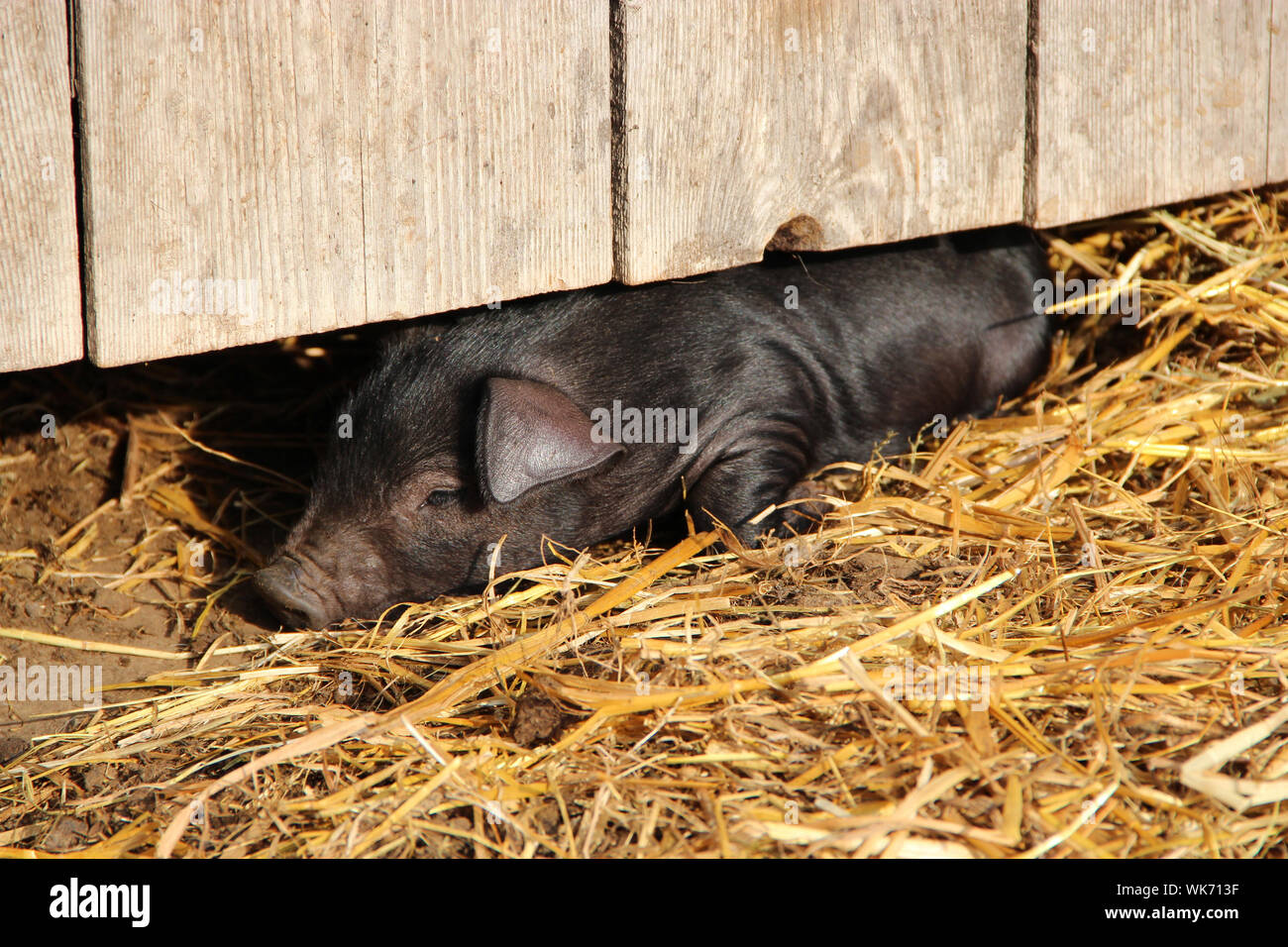 Piglet laying under fence on farm. Black pig sleeping on straw under ...