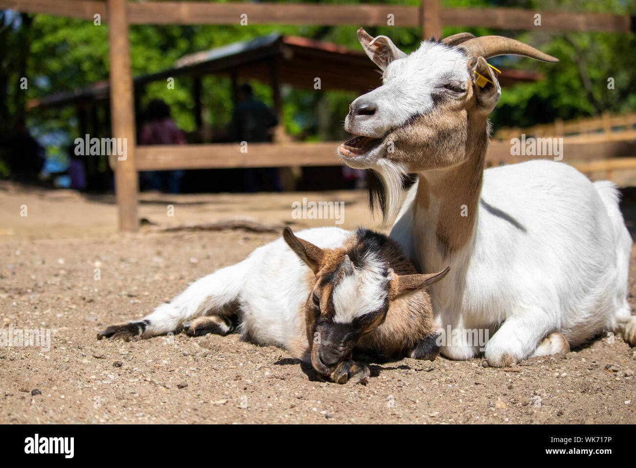 Very cute goat, alone and with its mom Stock Photo - Alamy
