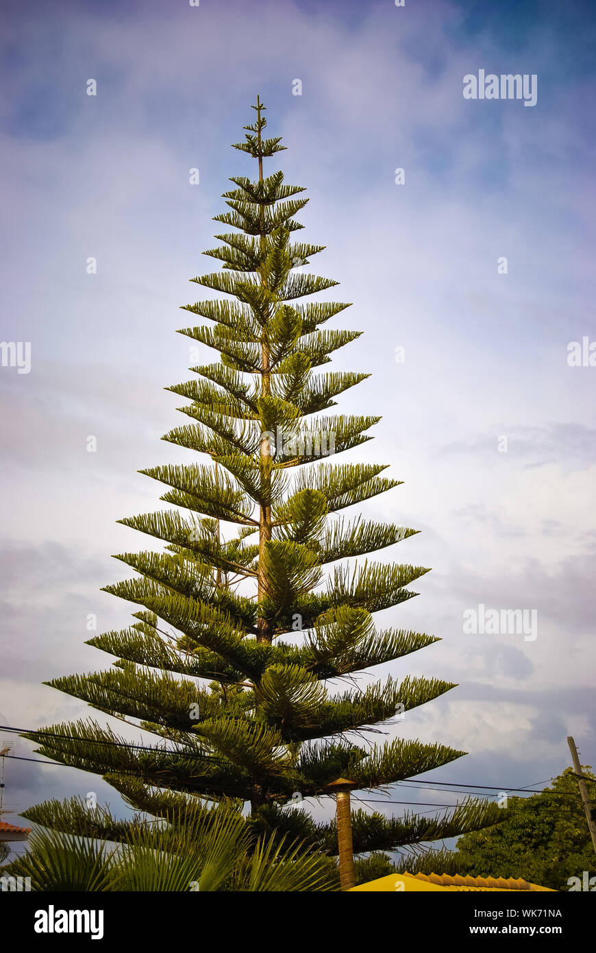 Tree sky landscape hi-res stock photography and images - Alamy