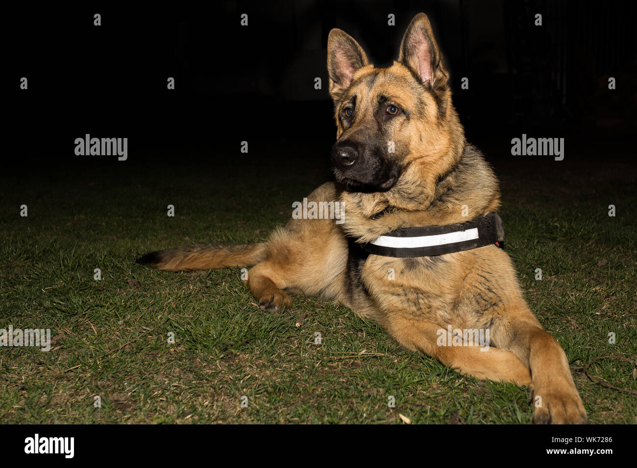 Shepherd night hi-res stock photography and images - Alamy