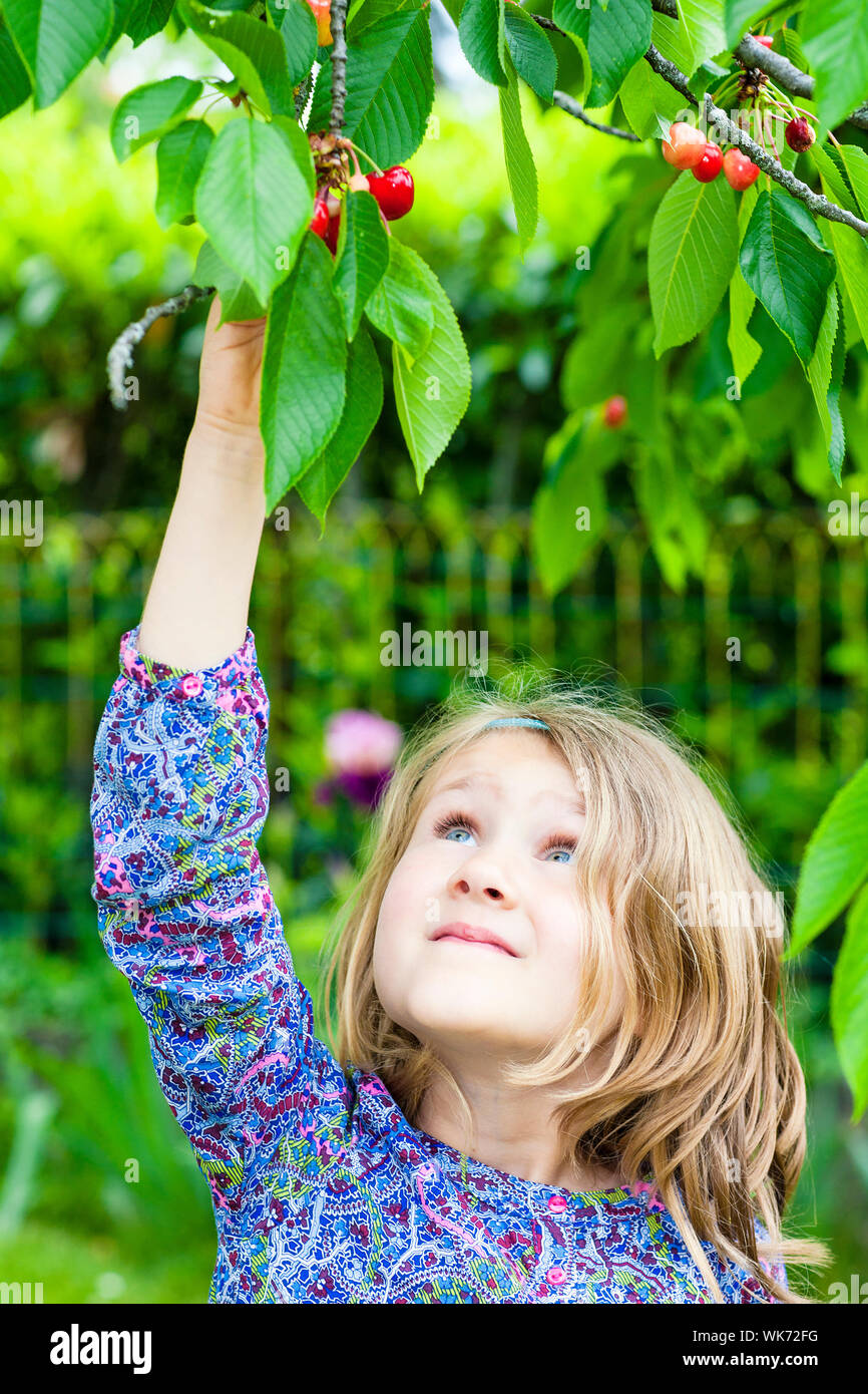 little girl and cherry tree in a garden Stock Photo - Alamy