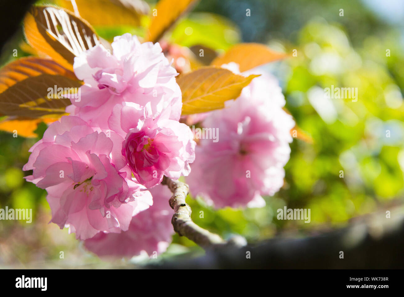 Double cherry blossom hi-res stock photography and images - Alamy