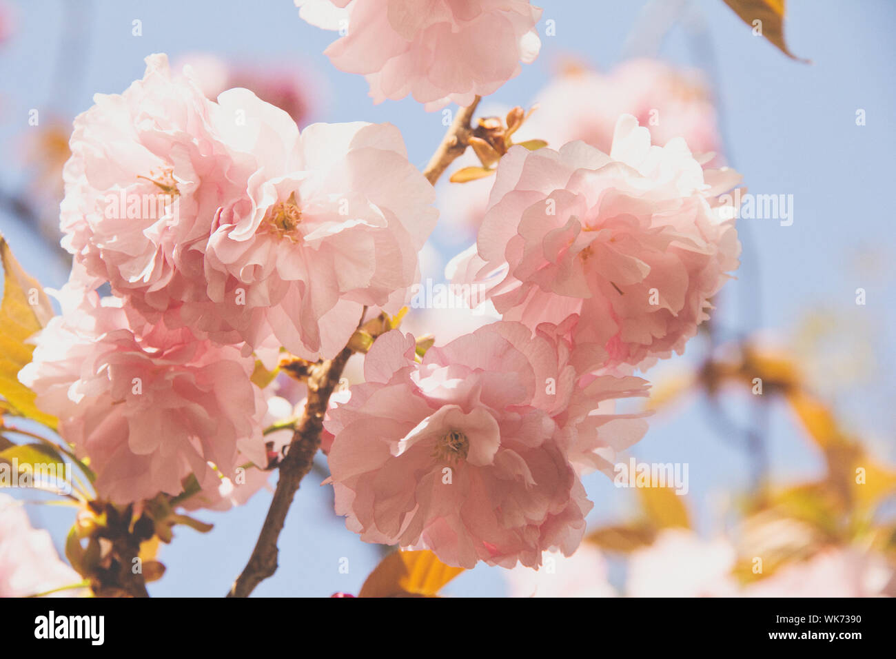 Double cherry blossom hi-res stock photography and images - Alamy