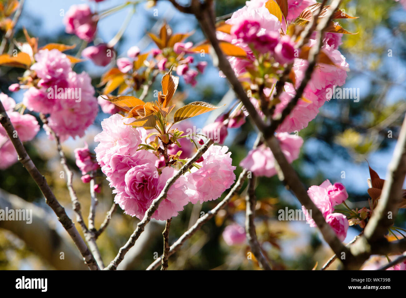 Double cherry blossom branch hi-res stock photography and images - Alamy