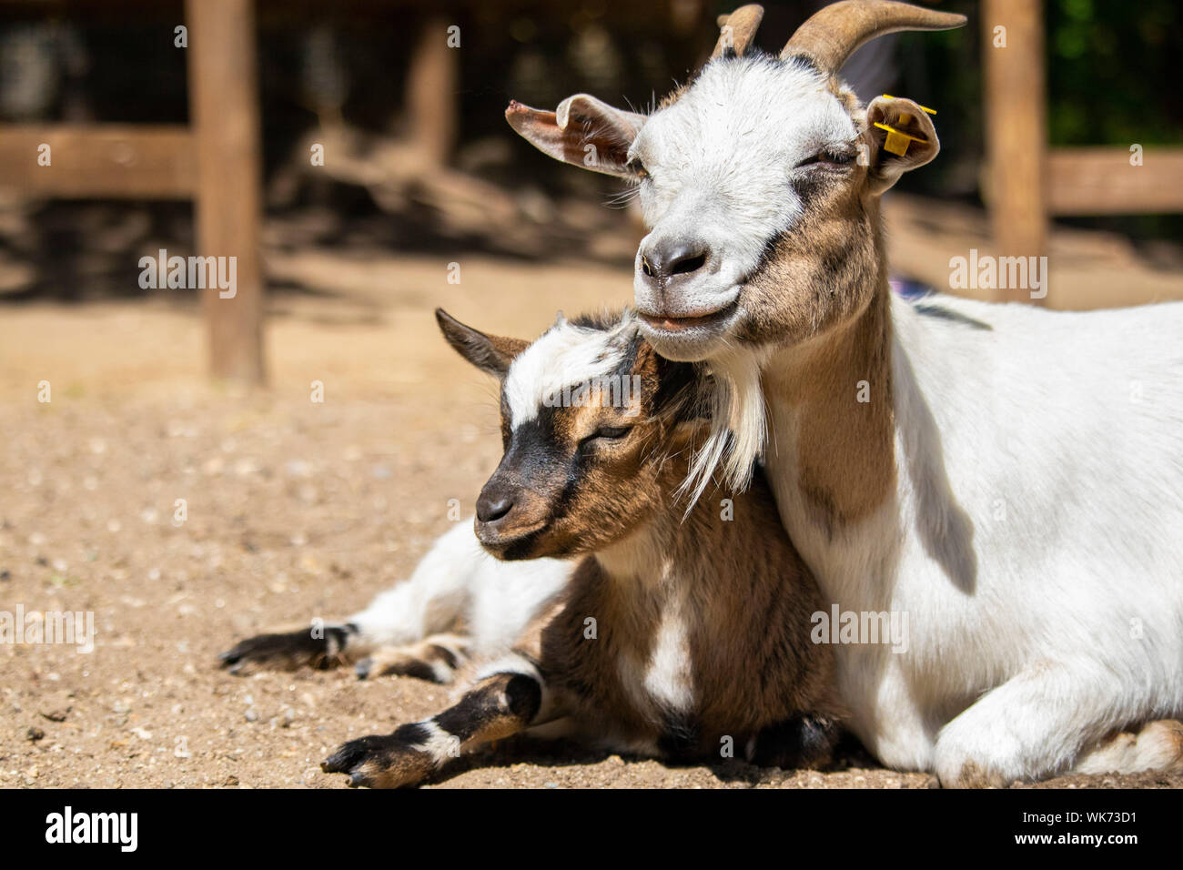Very cute goat, alone and with its mom Stock Photo - Alamy