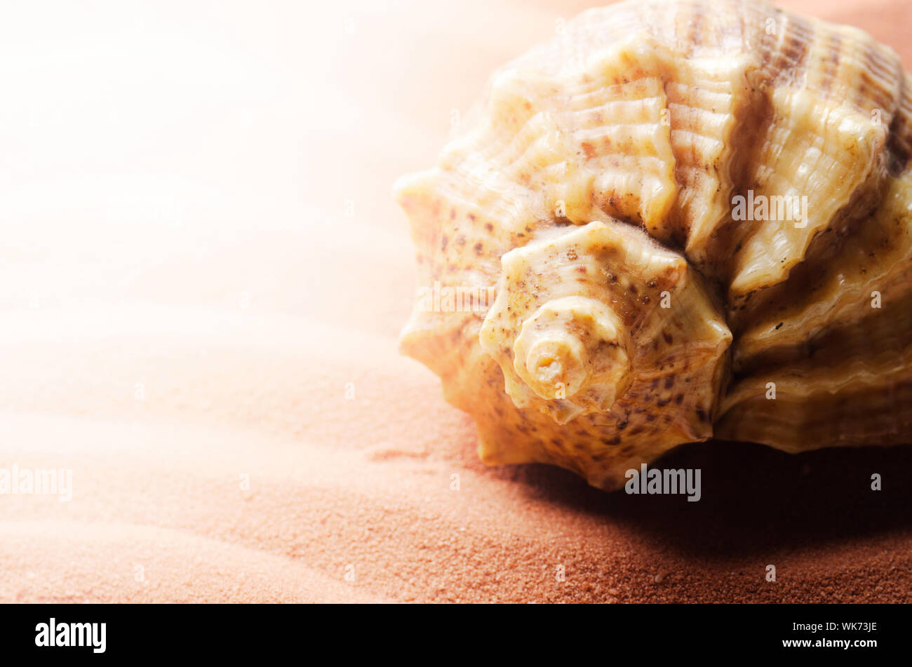 Seashell in the sand with sun rays Stock Photo - Alamy