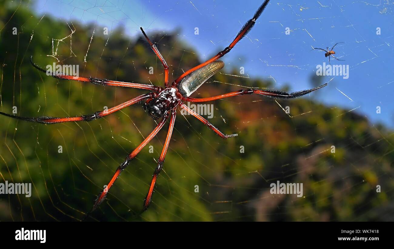 Spider In Seychelles High Resolution Stock Photography and Images - Alamy