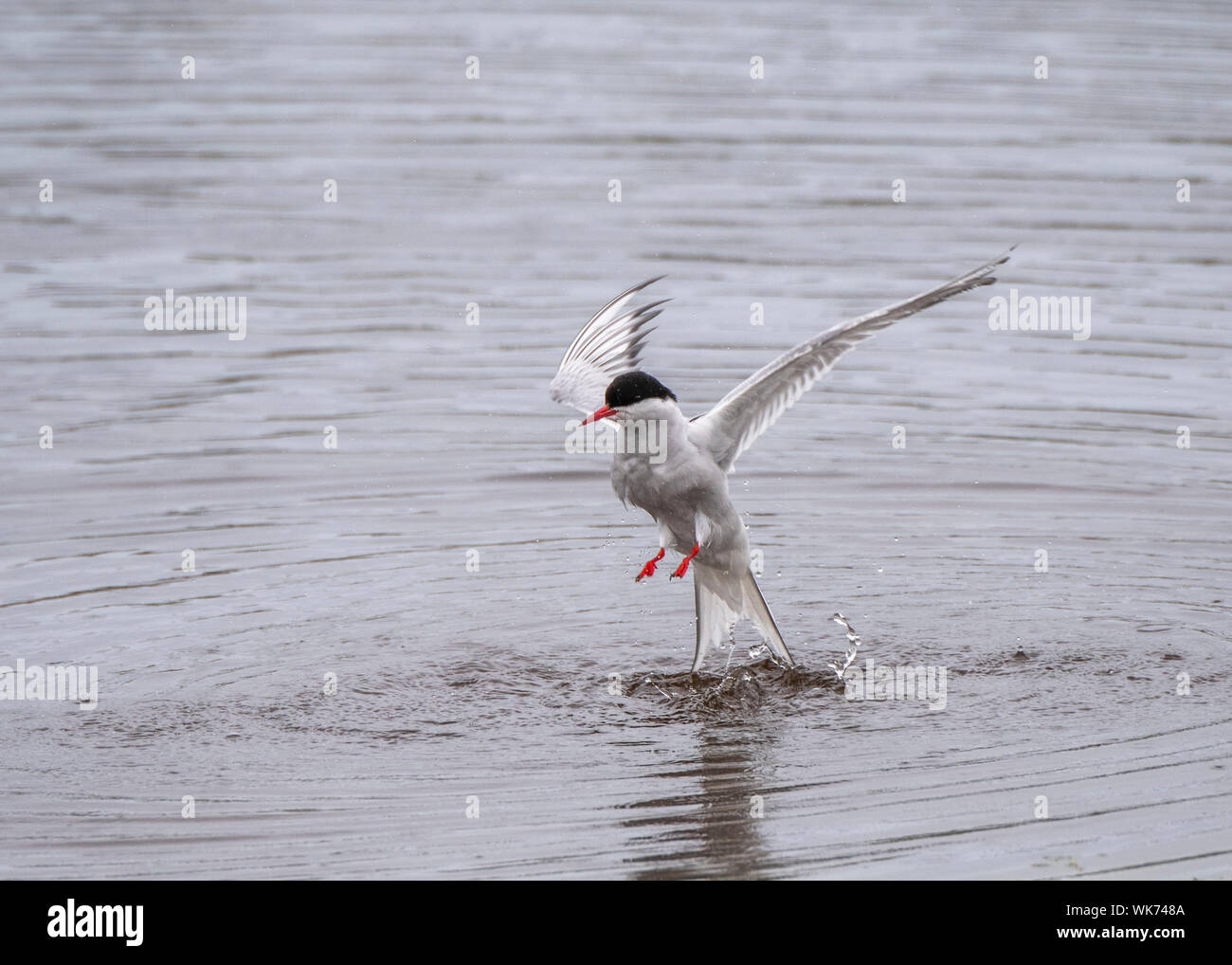 Arctic tern (Sterna paradissaea) in flight over brackish pool, Grutness ...