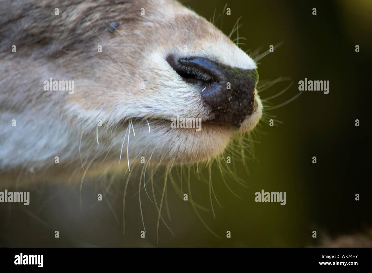 Beautiful fallow deer hi-res stock photography and images - Alamy