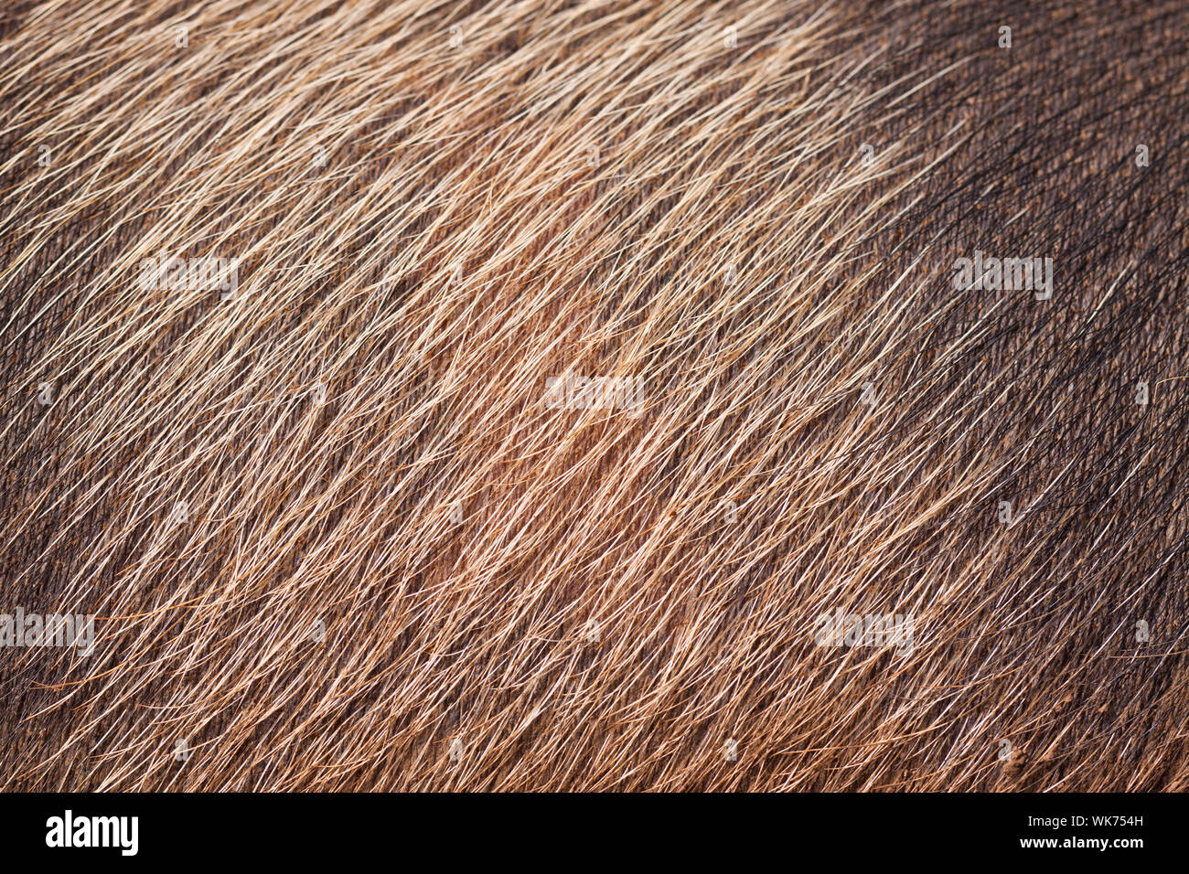 Texture skin wild boar background hi-res stock photography and images ...