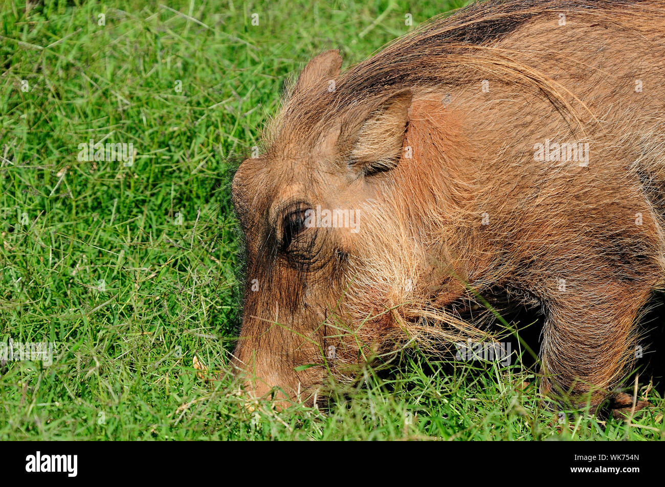 Wild member of the pig family hi-res stock photography and images - Alamy