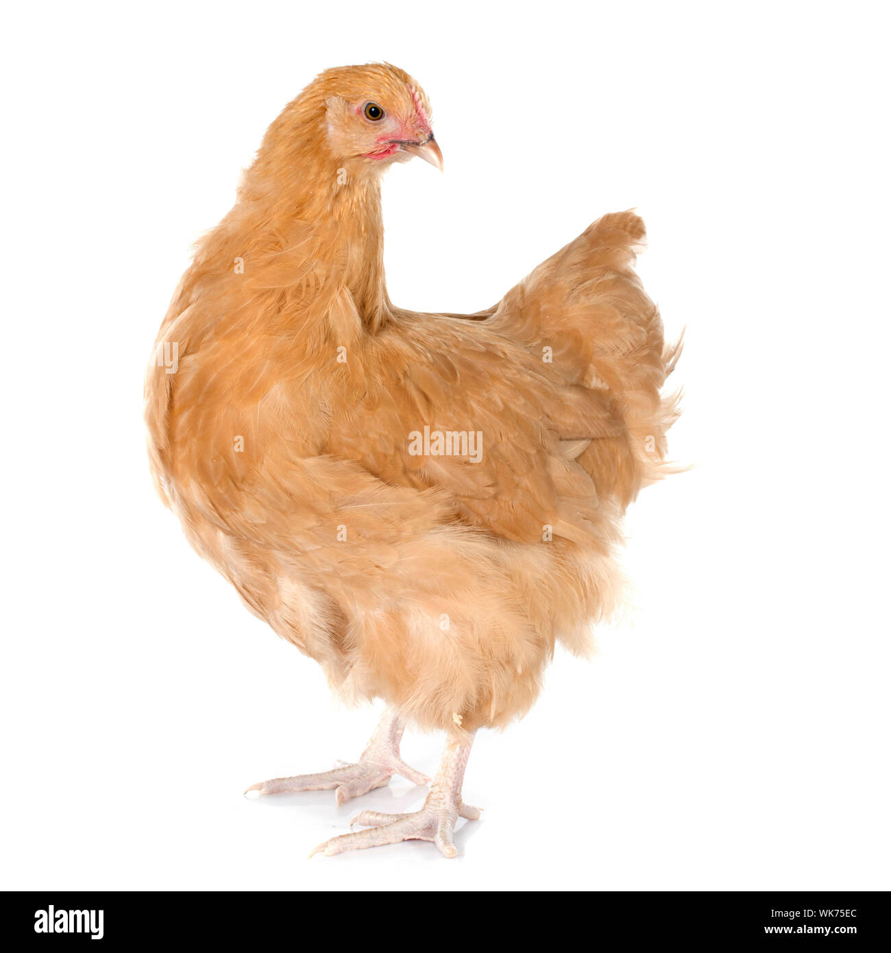 Orpington chicken in front of white background Stock Photo - Alamy