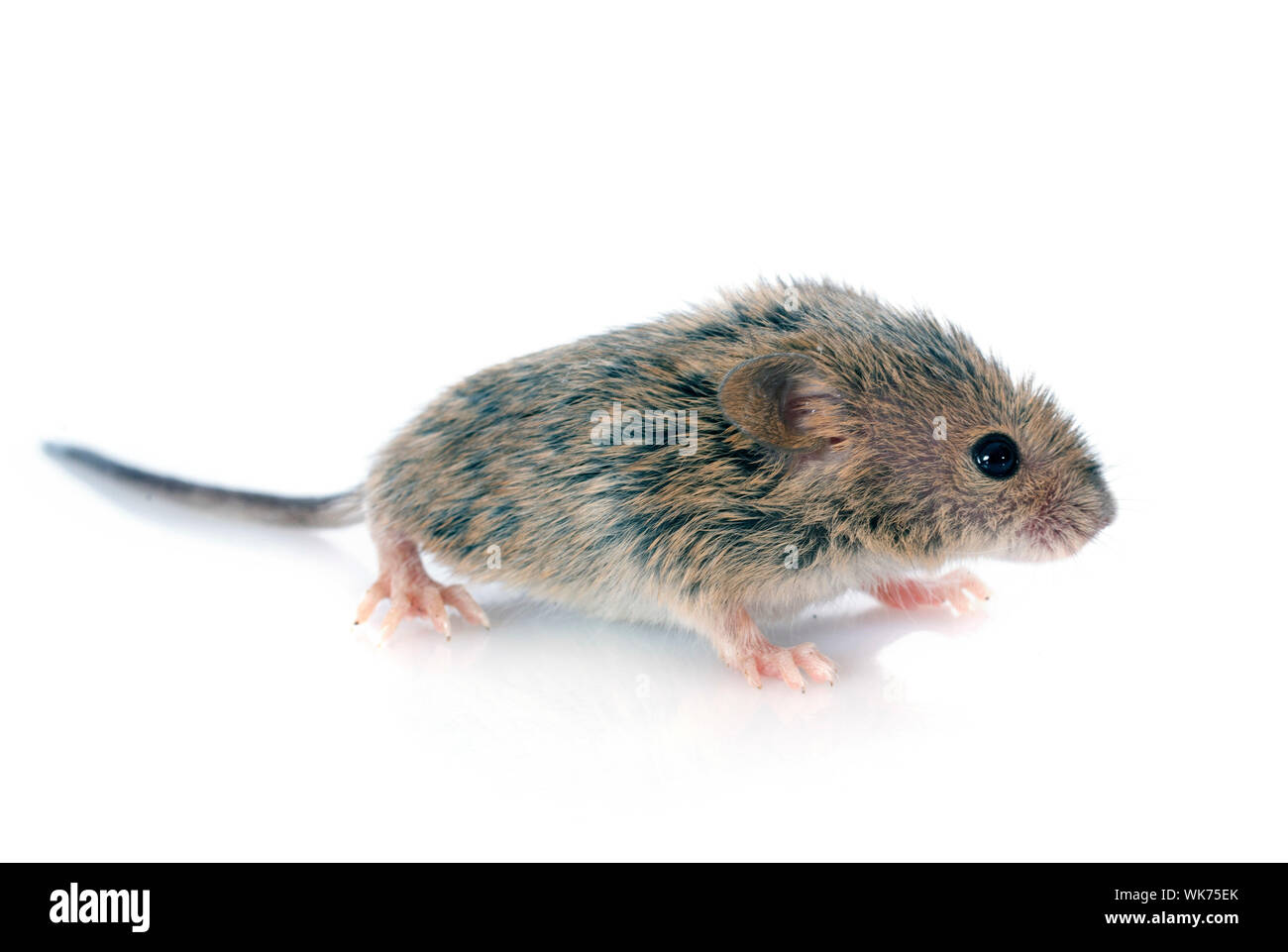 baby mouse in front of white background Stock Photo - Alamy