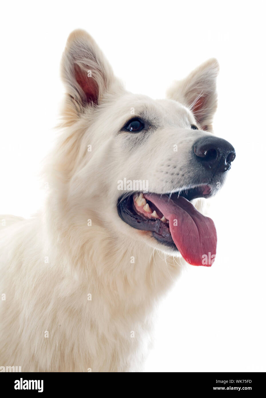Purebred White Swiss Shepherd in front of white background Stock Photo ...