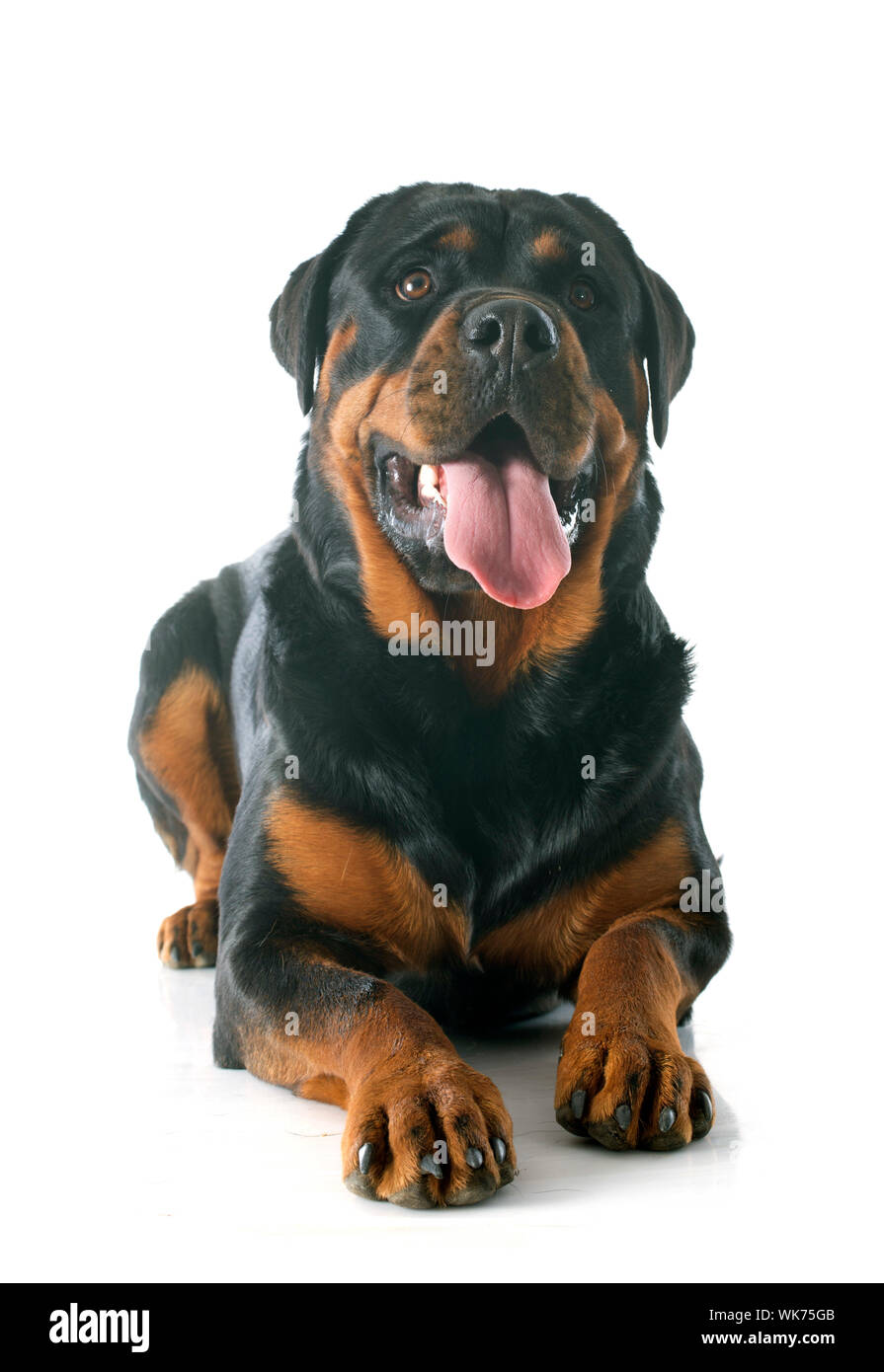 portrait of a purebred rottweiler in front of white background Stock ...