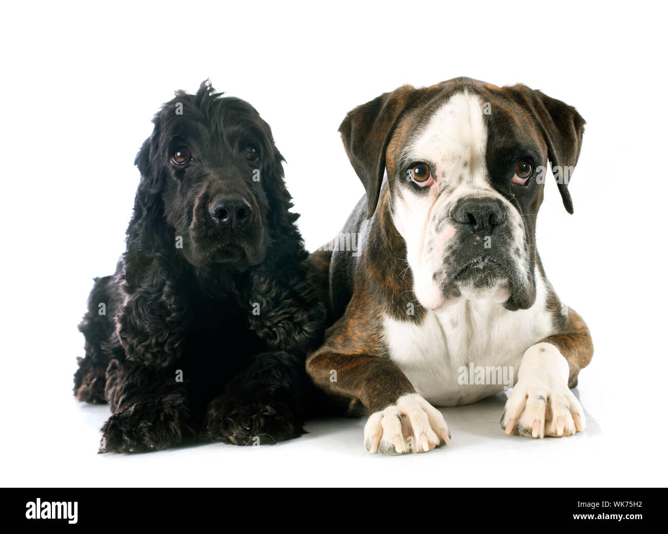 Boxer Cocker Spaniel Mix Puppies