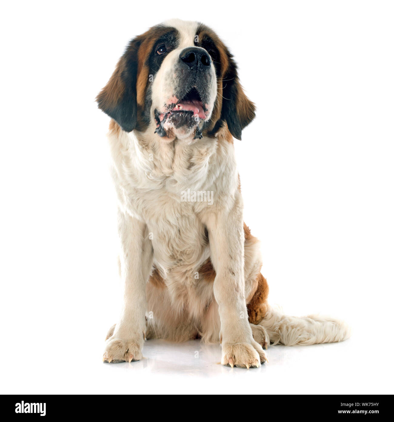 portrait of a purebred Saint Bernard in front of white background Stock ...