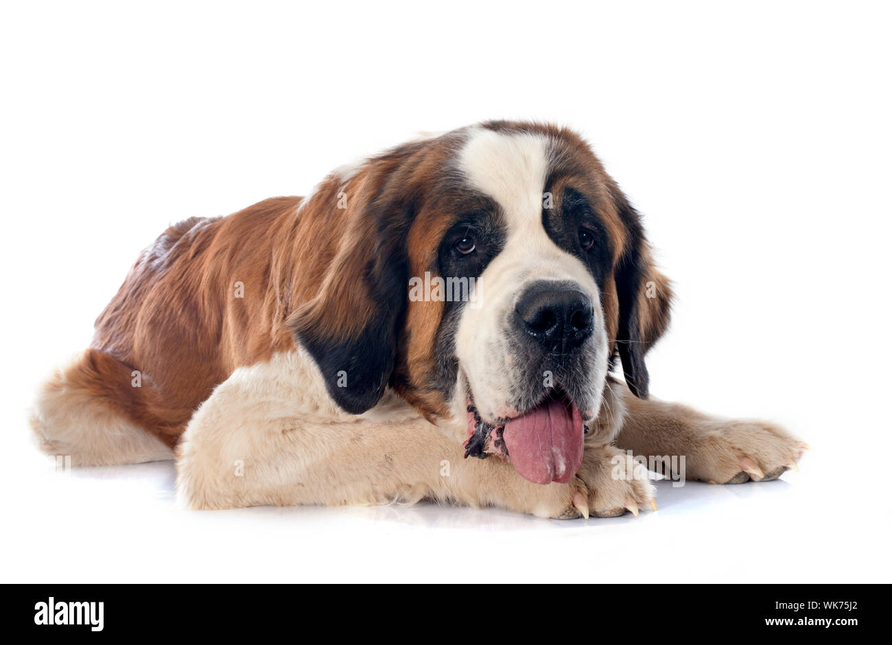 portrait of a purebred Saint Bernard in front of white background Stock ...