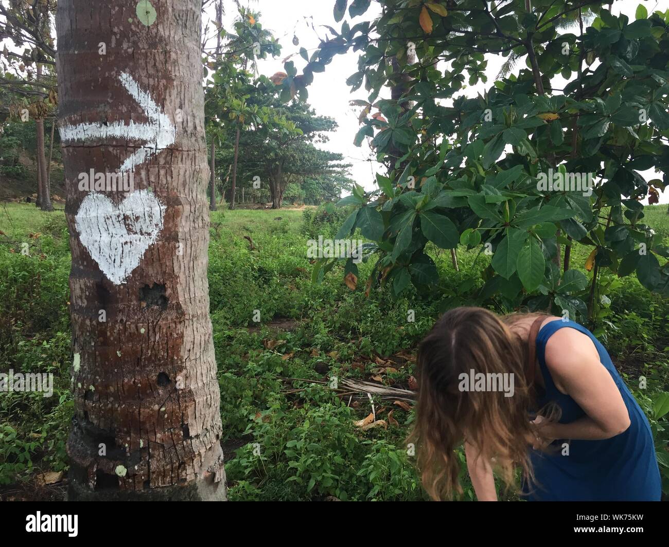 Bending tree hi-res stock photography and images - Alamy