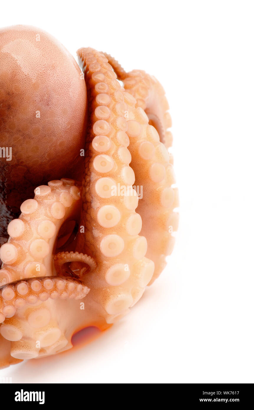 Octopus Full Body and Tentacles Cross Section on white background Stock ...