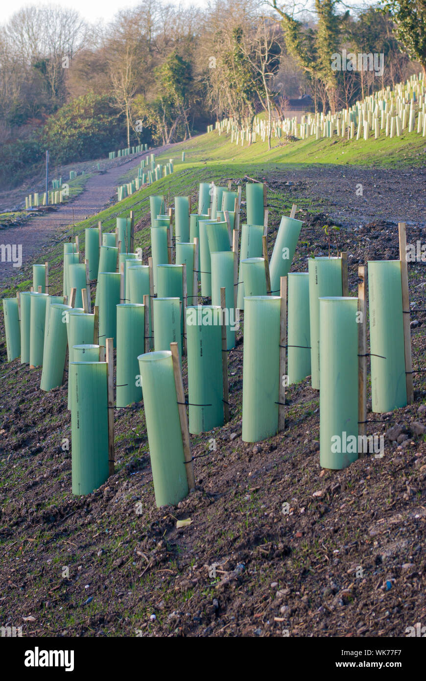Plastic tubes protecting new saplings on a newly dug bank in a wooded ...
