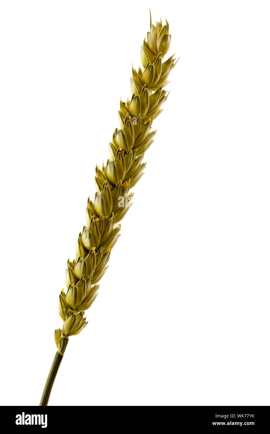 Bunch ripe wheat isolated over white background Stock Photo - Alamy