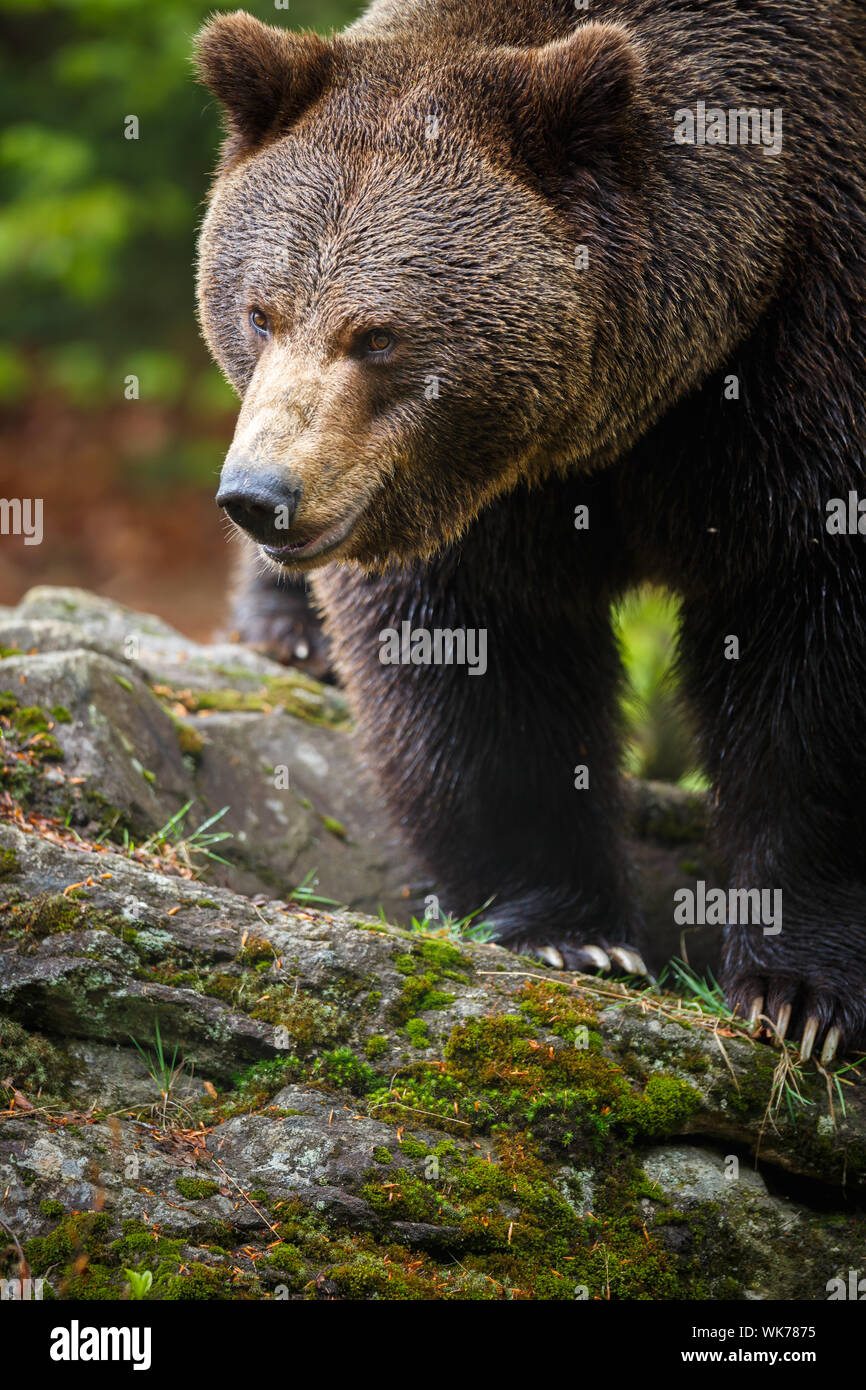 Brown bear (Ursus arctos Stock Photo - Alamy
