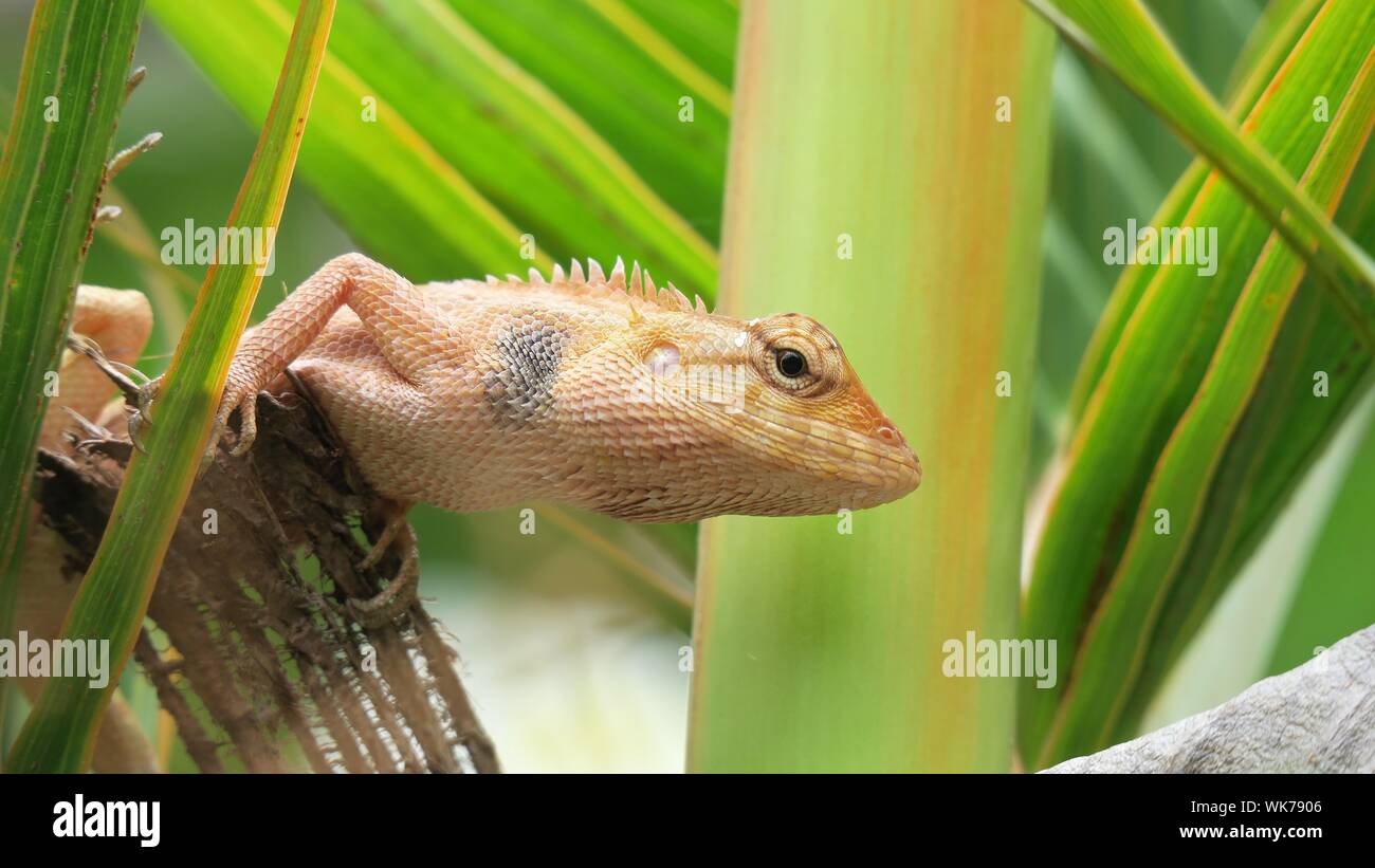 Bearded palm tree hi-res stock photography and images - Alamy