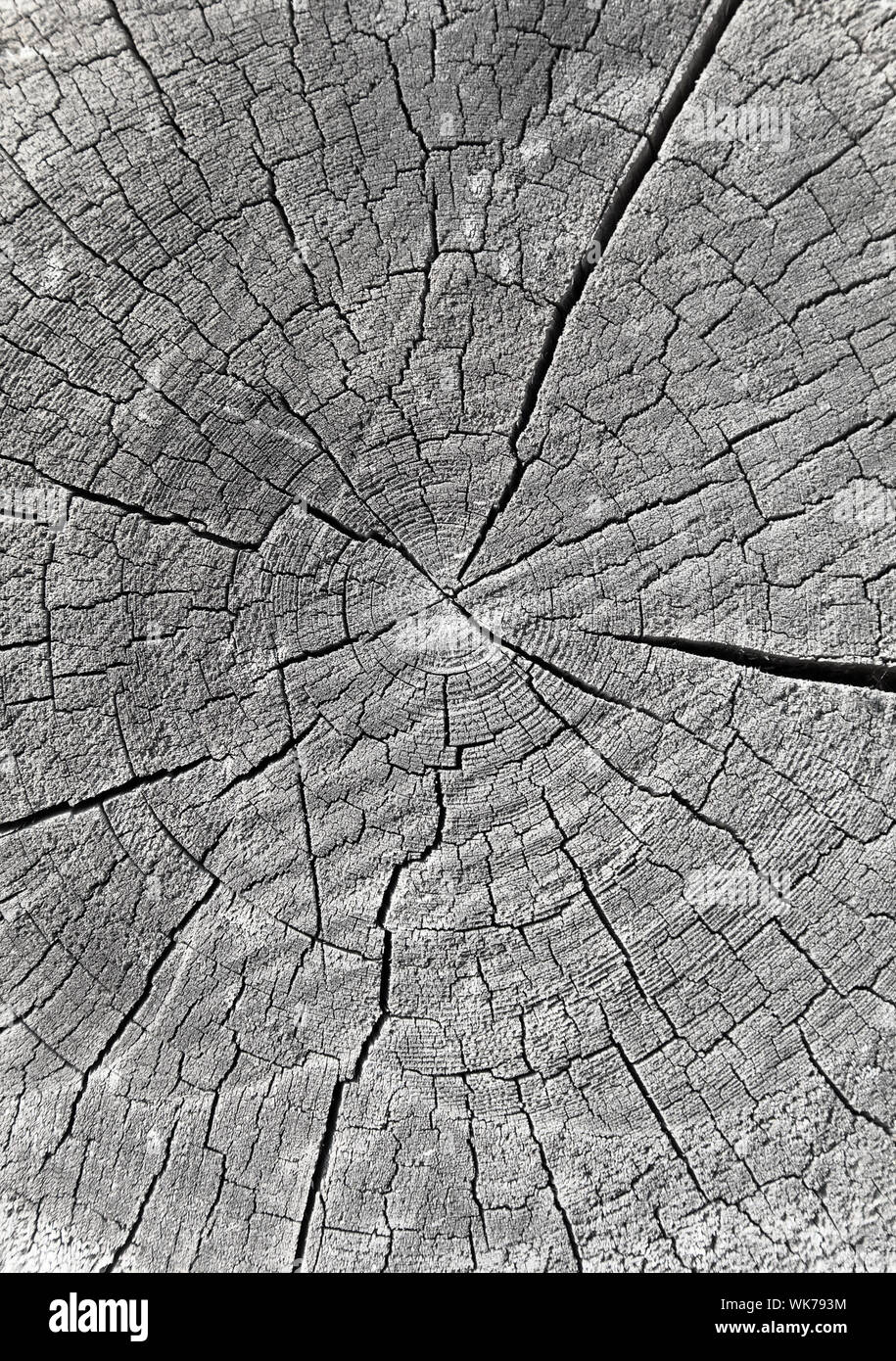 End face of log hi-res stock photography and images - Alamy