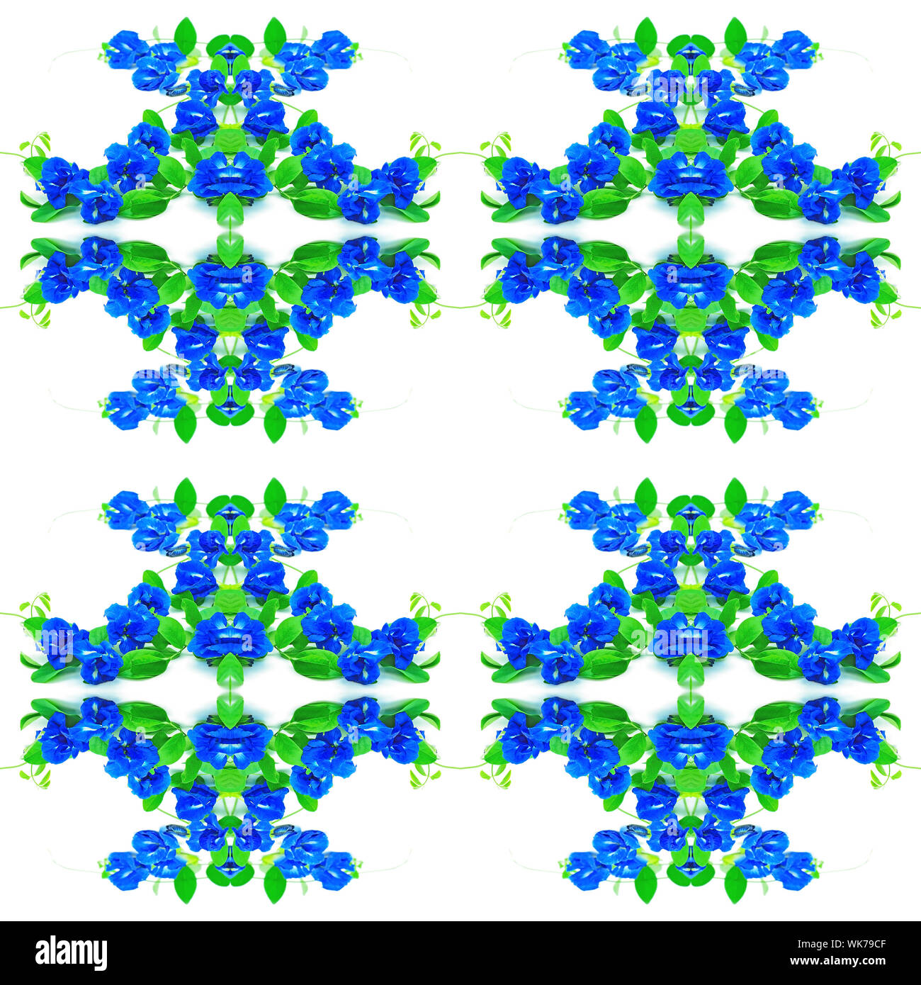 Seamless pattern made from blue flower, Butterfly Pea, Pigeon Wings ...