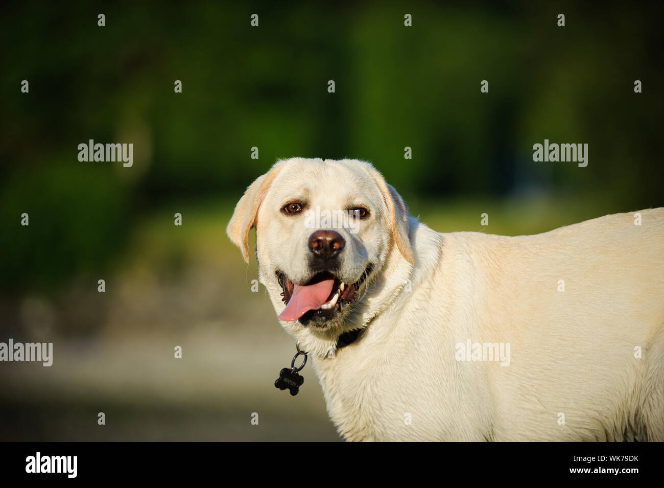 One yellow labrador retriever hi-res stock photography and images - Alamy