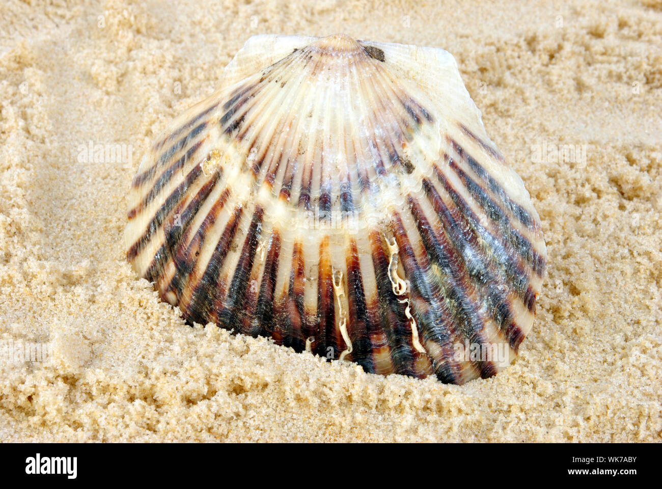 some open scallop shell Stock Photo - Alamy