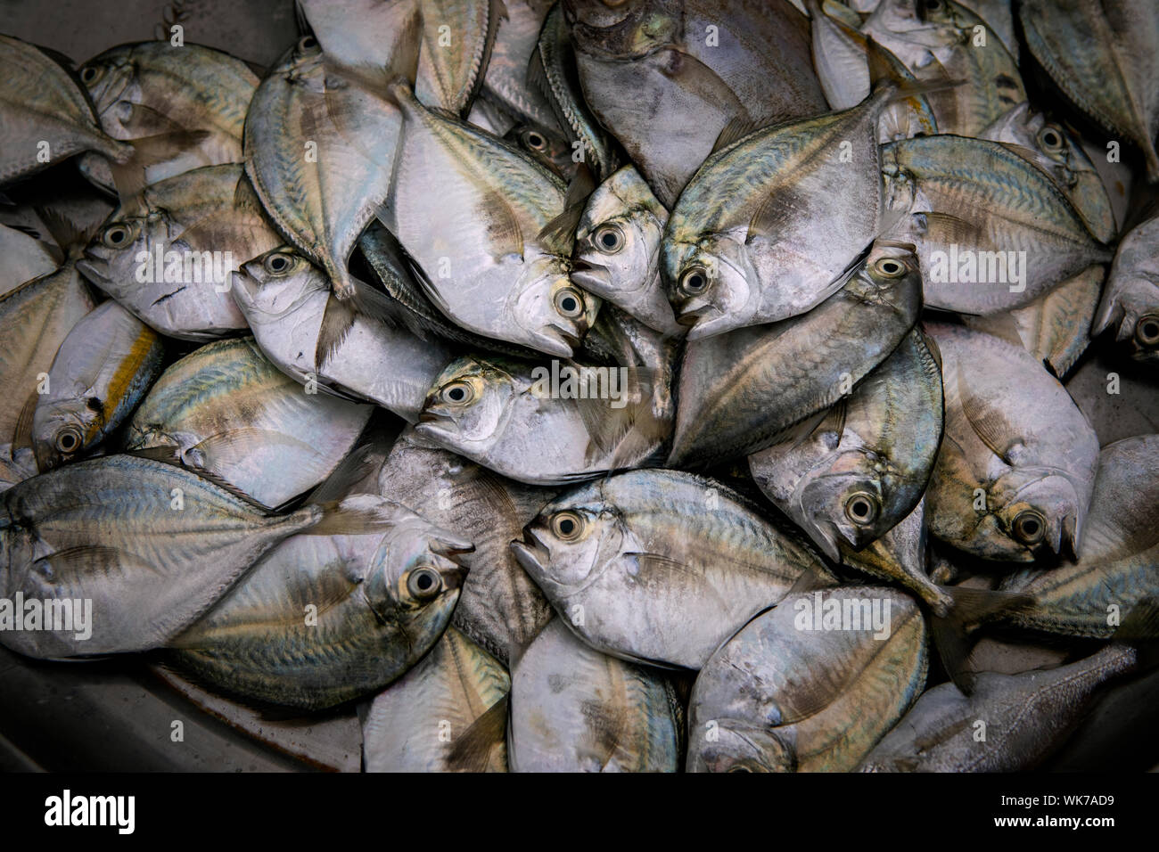 fresh marine fish preparing for food in fresh market Stock Photo - Alamy