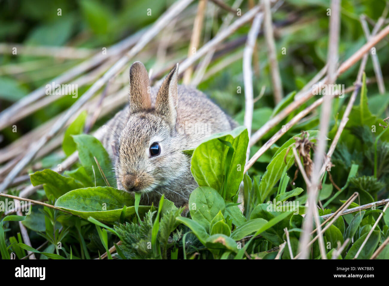 Wild rabbit, Scotland Stock Photo - Alamy