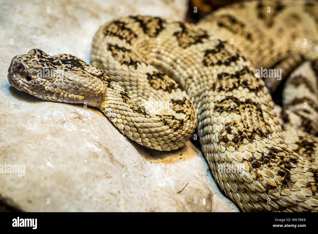 Prairie Rattlesnake Close Up High Resolution Stock Photography and ...