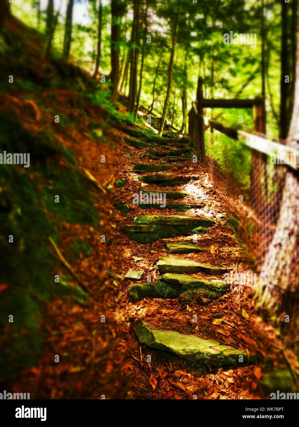 Woodland stone steps hi-res stock photography and images - Alamy