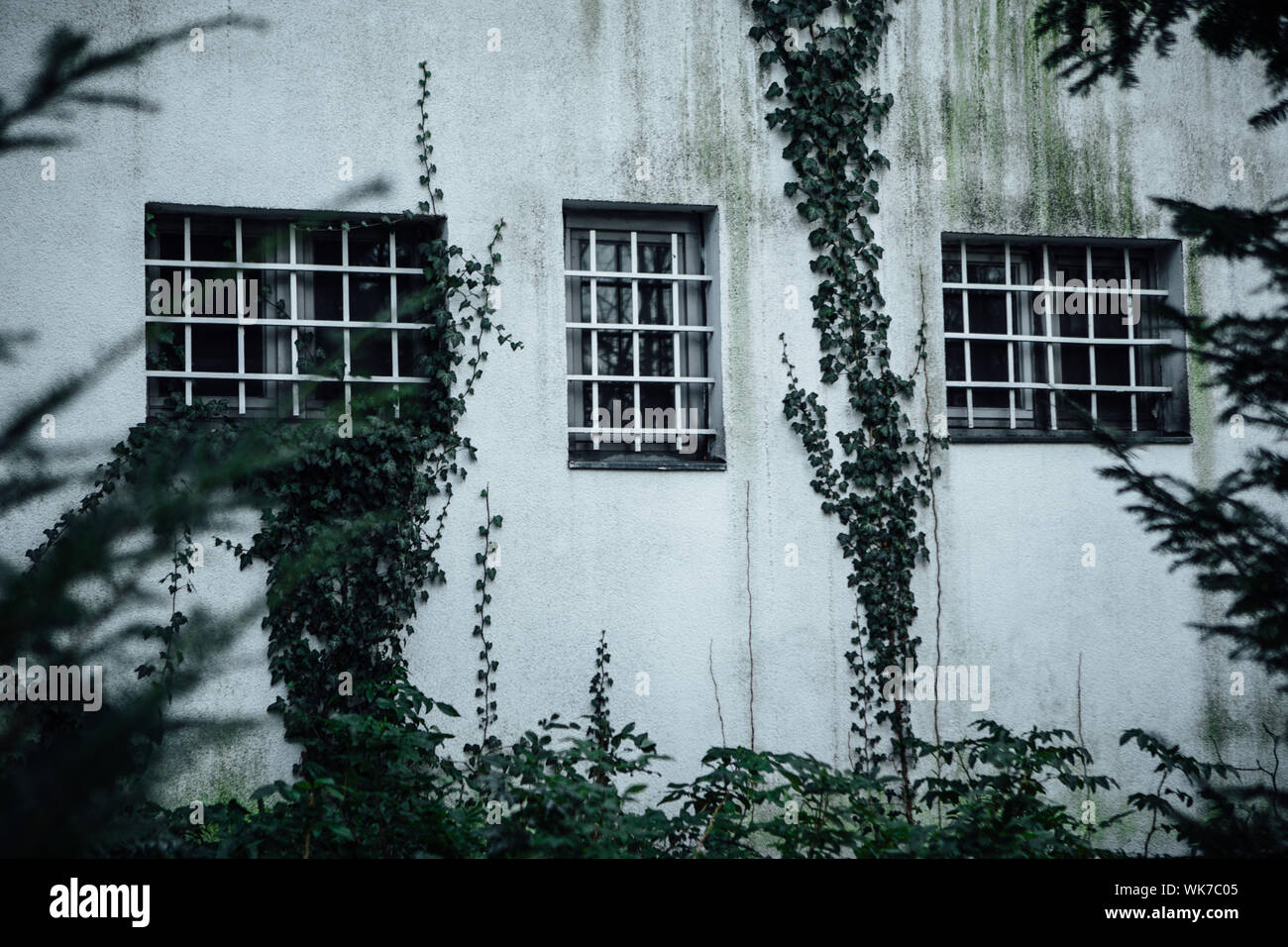 Ivy Growing On Building High Resolution Stock Photography and Images ...