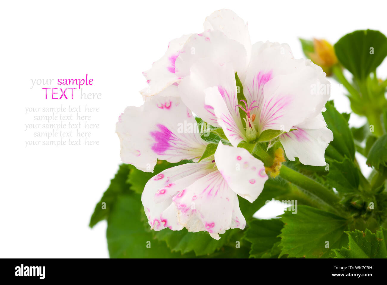 Royal Pelargonium. - commonly known as geraniums. the family ...