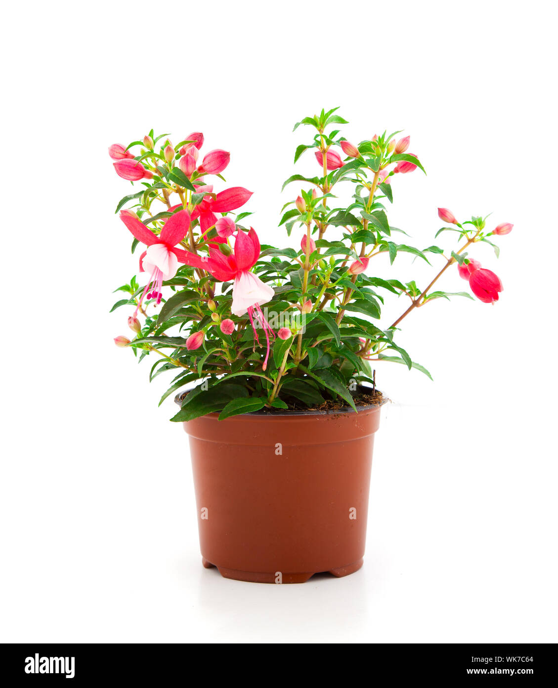 blooming fuchsia (fuschia hybrida), isolated on a white background ...