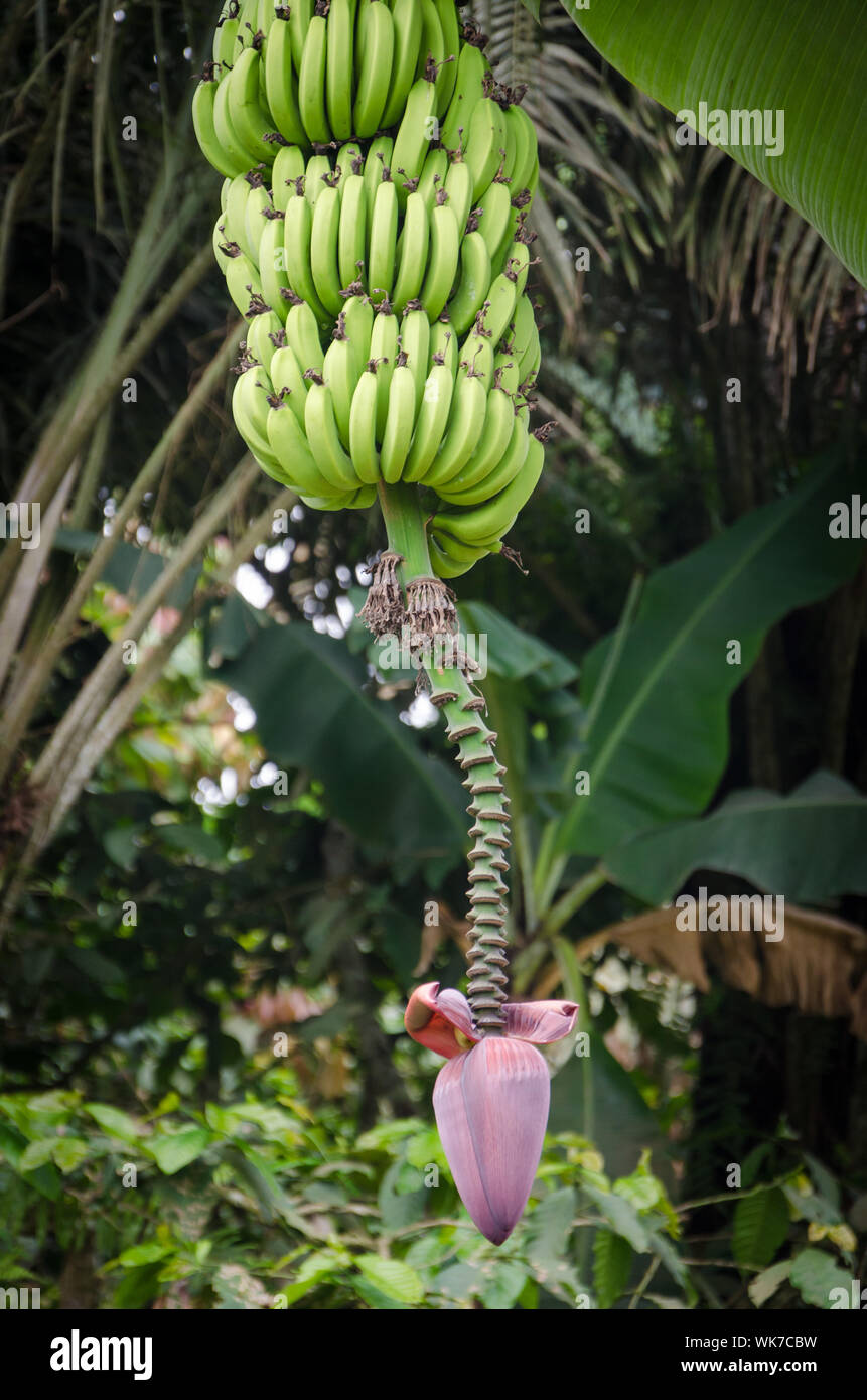 Growing banana hi-res stock photography and images - Alamy